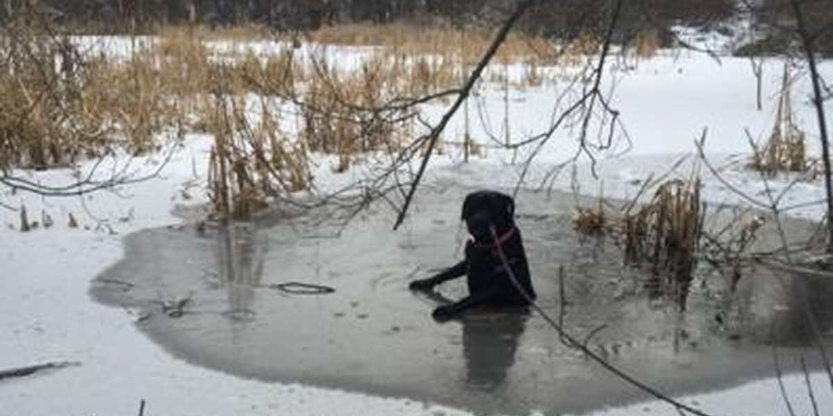Dog Desperately Held Onto Ice While Rescuers Came Running - The Dodo