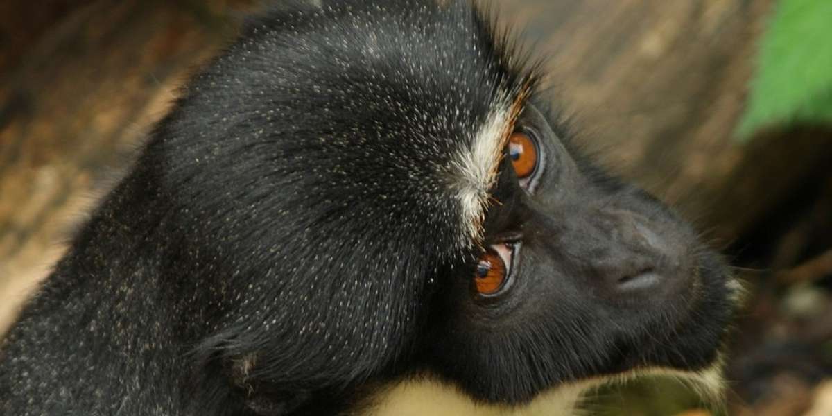 African Bushmeat Market Exposed: 9,000 Primates Killed Each Year - The Dodo