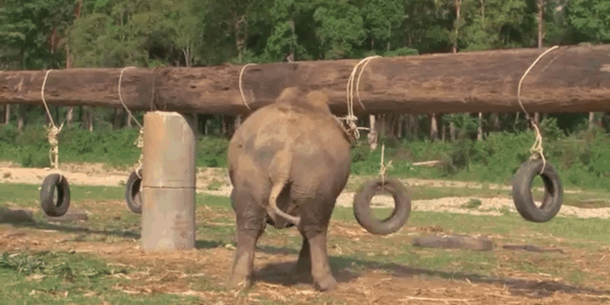 What Happens When You Build A Playground For A Bunch Of Rescued ...