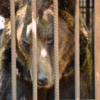 Ukraine’s Abandoned Zoo Animals Urgently Need Our Help - The Dodo