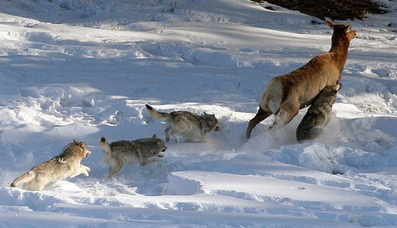 Wolves and Elk in Yellowstone - The Dodo
