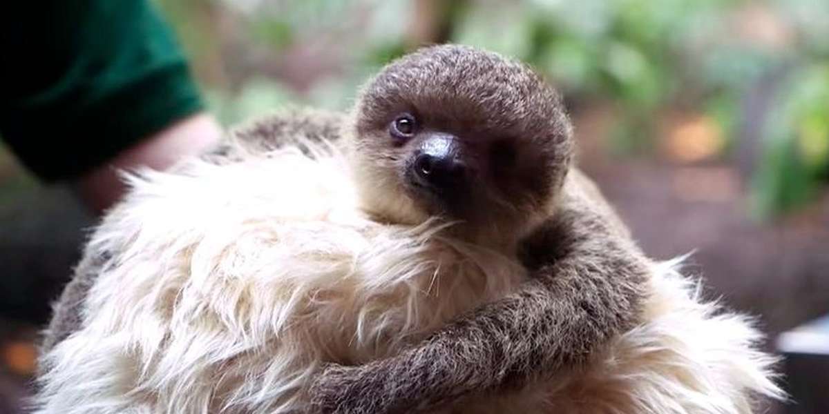 Baby Sloth Clings To His Special Surrogate Mom - The Dodo