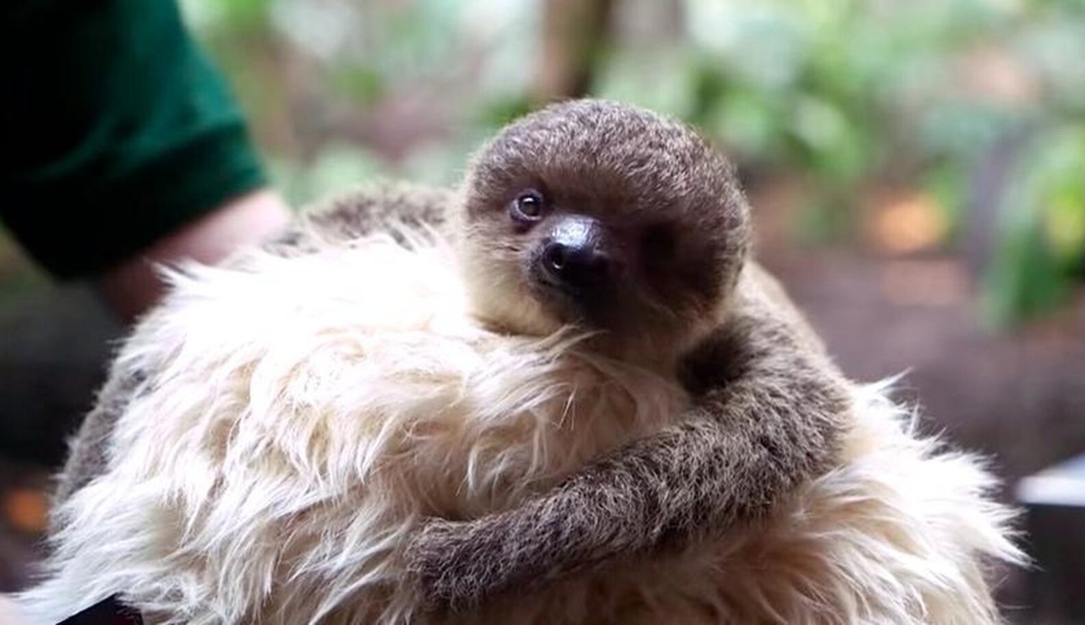 Baby Sloth Clings To His Special Surrogate Mom - The Dodo