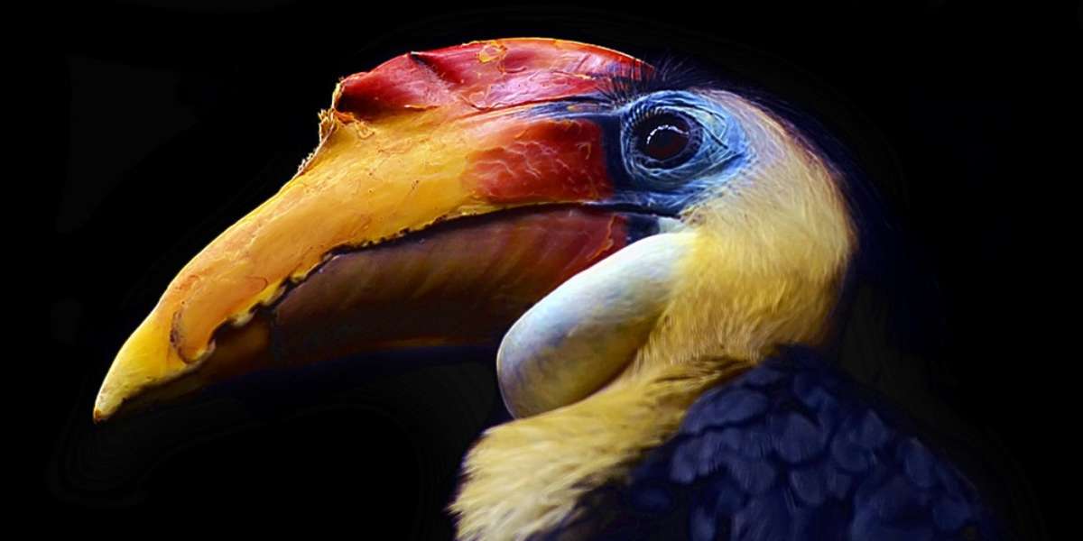 5 Beautifully Bizarre Creatures From All Over The Animal Kingdom - The Dodo