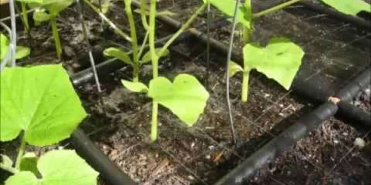 Garden Grid drip irrigation system offers quick & convenient watering ...