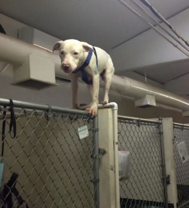 Desperate Dog Will Do Anything To Escape Shelter - The Dodo
