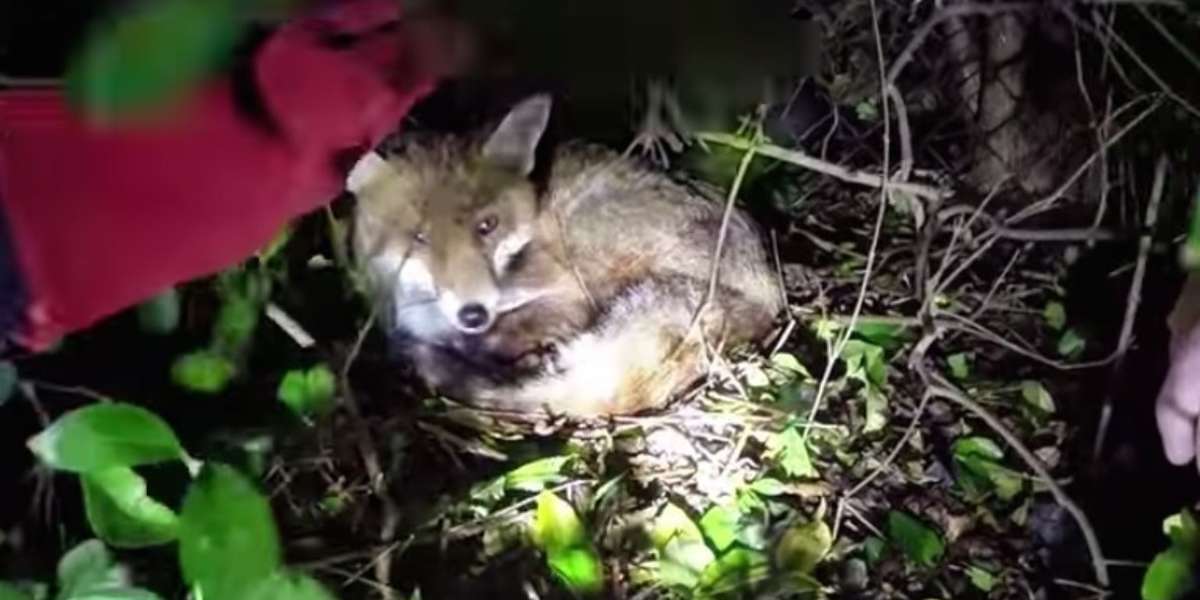 Little Fox With Wounded Leg Gets Second Chance At Life In The Wild ...