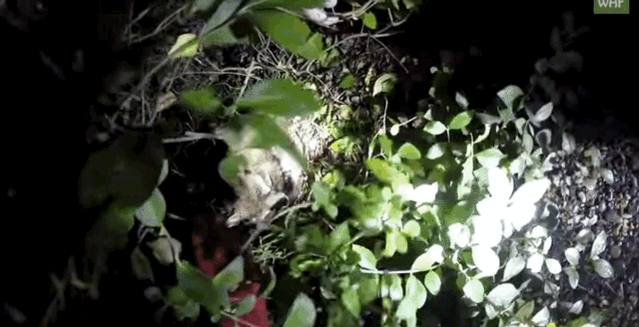 Little Fox With Wounded Leg Gets Second Chance At Life In The Wild ...