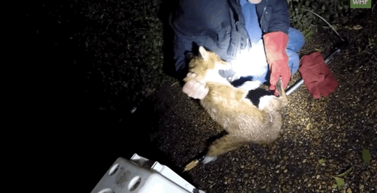 Little Fox With Wounded Leg Gets Second Chance At Life In The Wild ...