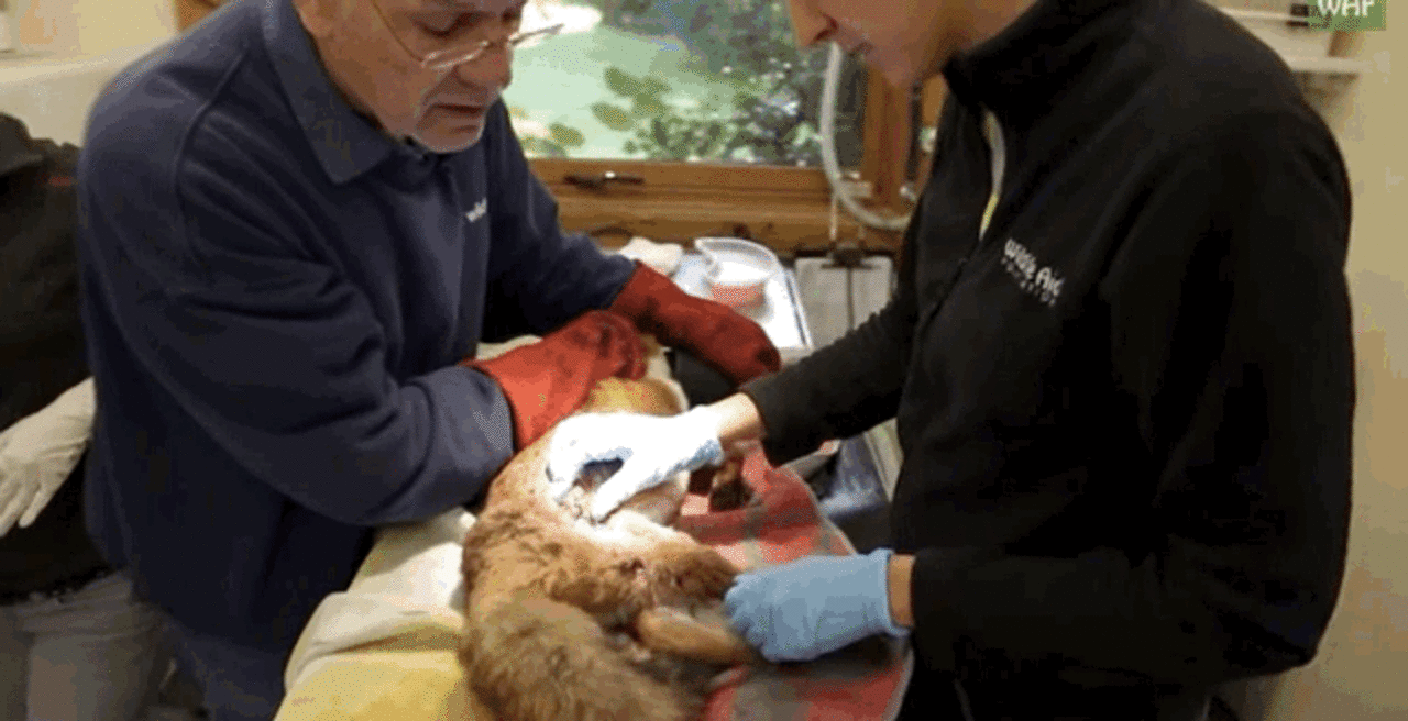 Little Fox With Wounded Leg Gets Second Chance At Life In The Wild ...