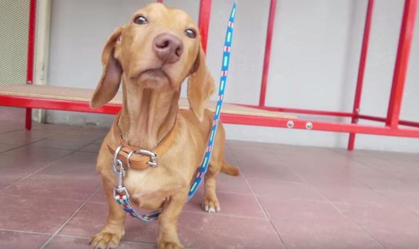 This Dog Took Pictures Of Everything That Makes Him Happy - The Dodo