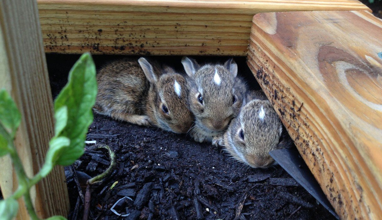 20 Bunnies Who Don't Know What This Spring Thing Is But Love It Already ...
