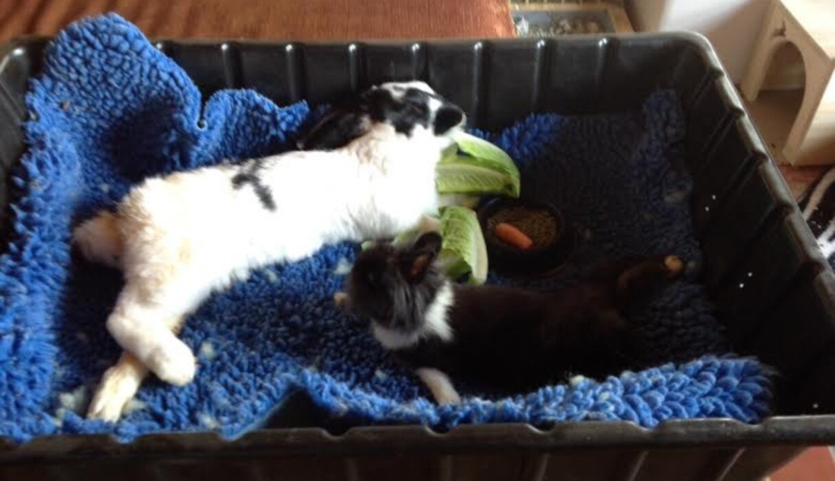 "Bunderground Railroad" Saves Hundreds Of Rabbits From Euthanasia - The ...