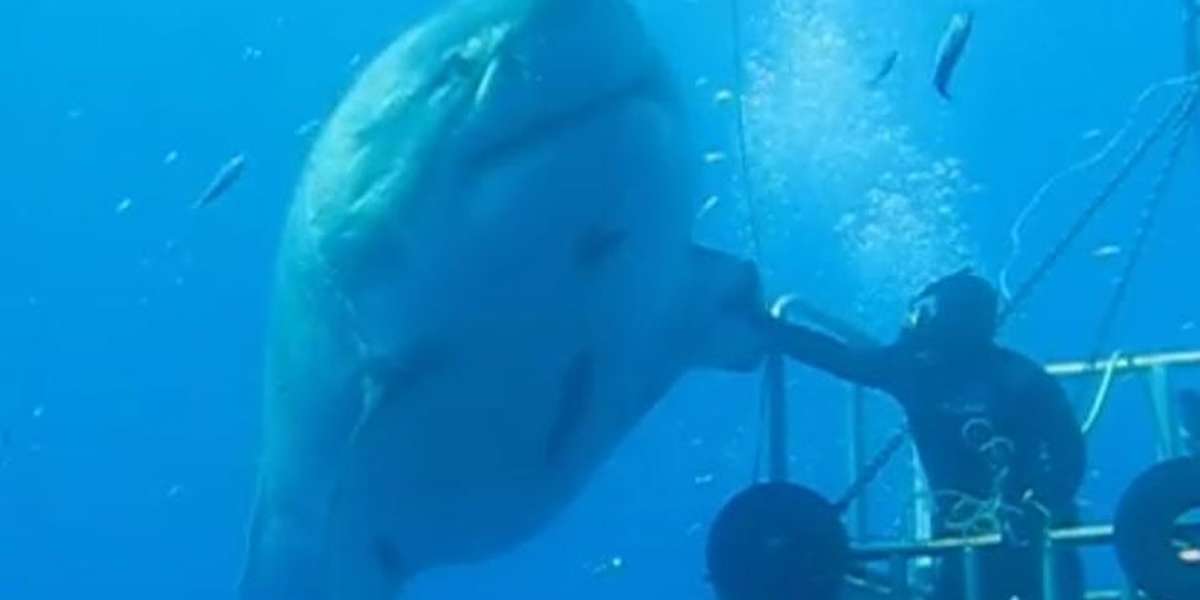 Diver High-Fives Biggest Great White Shark Ever Seen - The Dodo