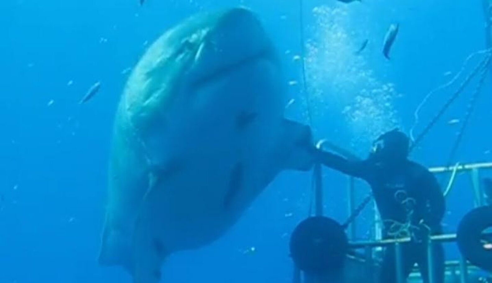 Diver High-Fives Biggest Great White Shark Ever Seen - The Dodo