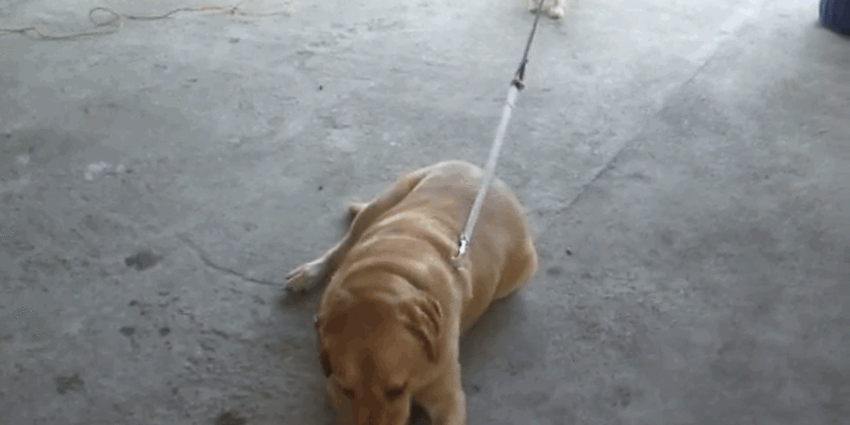 Determined Little Dog Tries To Make Big Dog Go For A Walk And It's ...