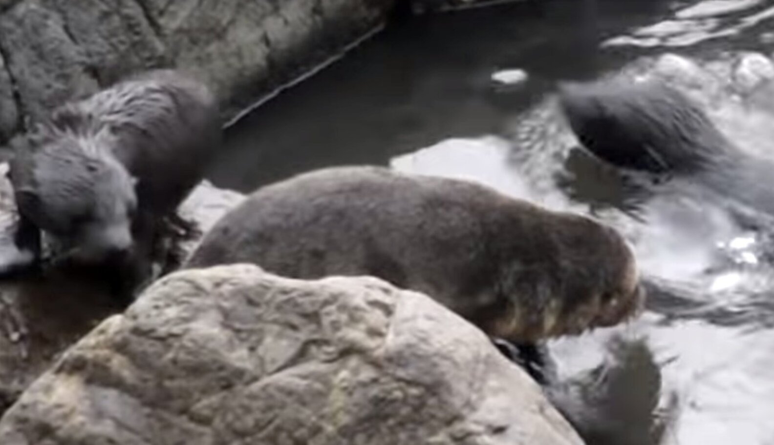 Here's 3 Minutes Of Baby Seals Splashing In Water - The Dodo