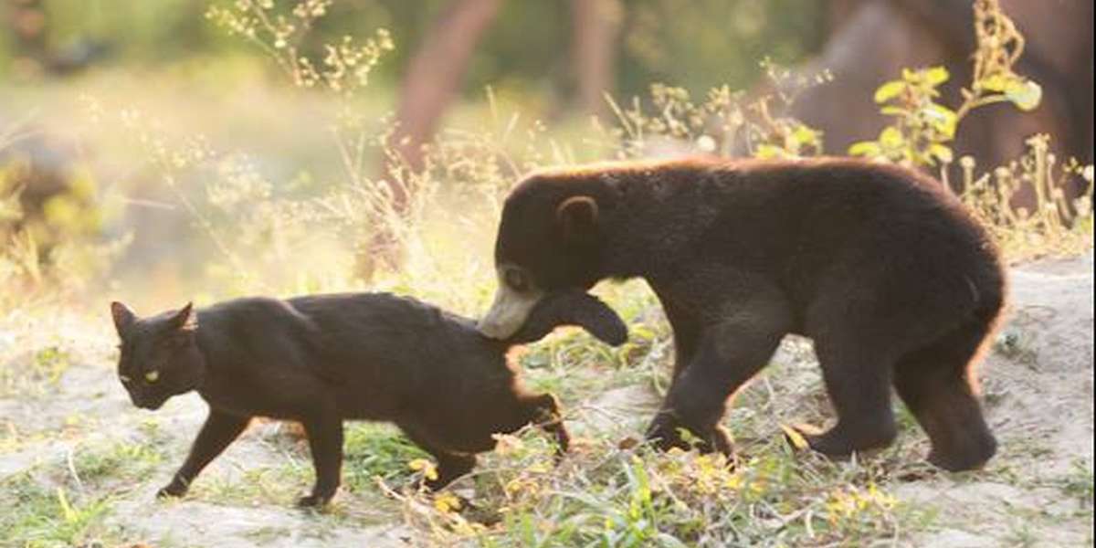 Tiny Bear Cub Is VERY Attached To Her New Best Friend - The Dodo