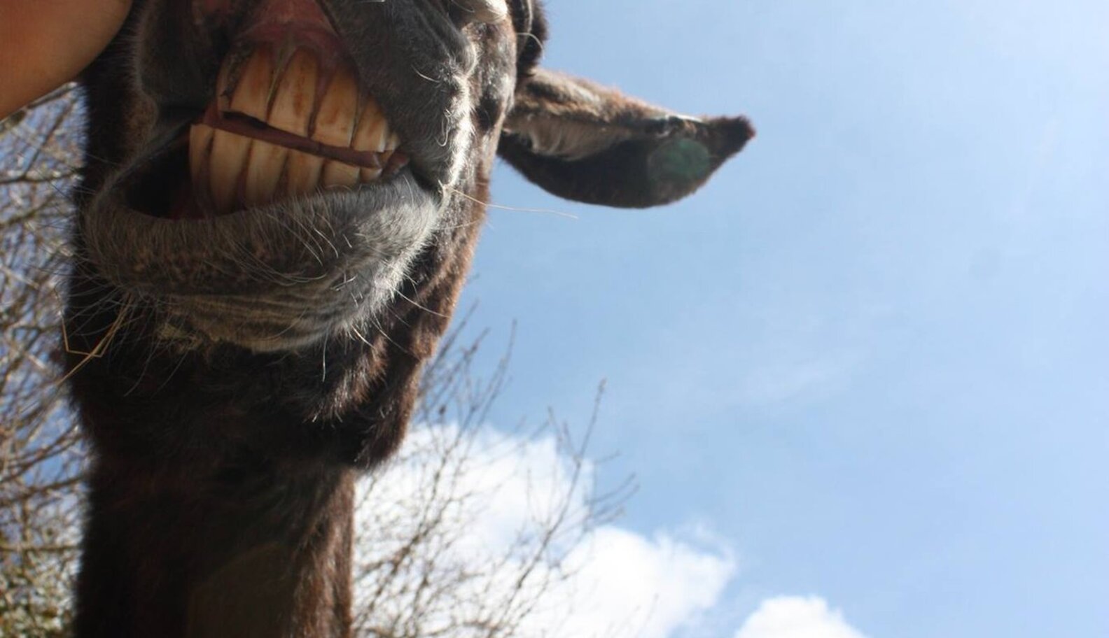 Donkey Who Was Dumped Like Trash Can't Stop Smiling Now - The Dodo