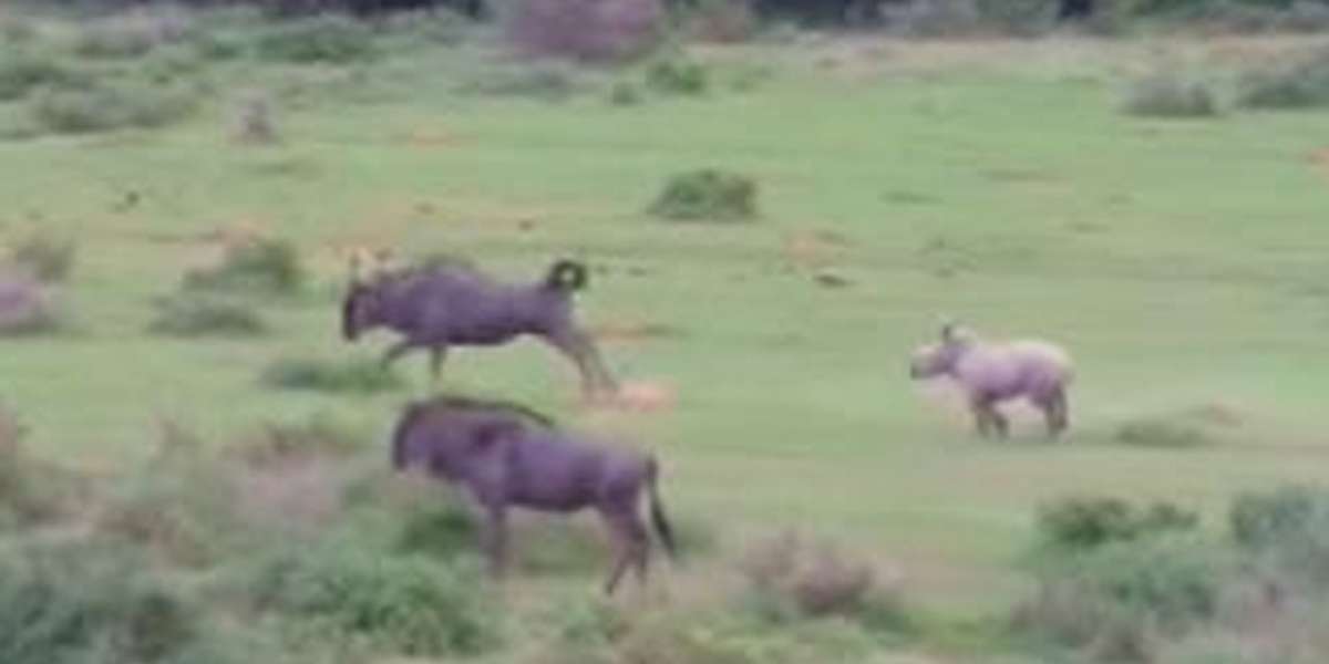 Baby Rhino Adorably Chases Down Full Grown Wildebeests - The Dodo