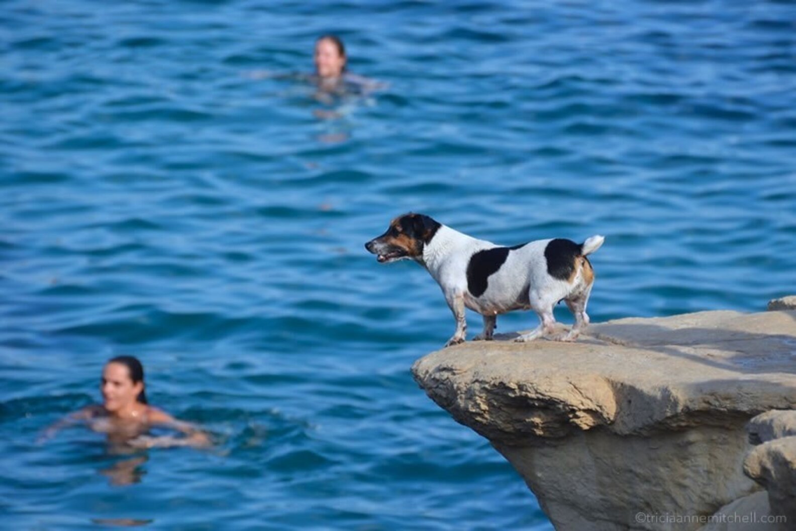 Dog Jumps Off Cliffs With Her Dad — And Loves It - The Dodo
