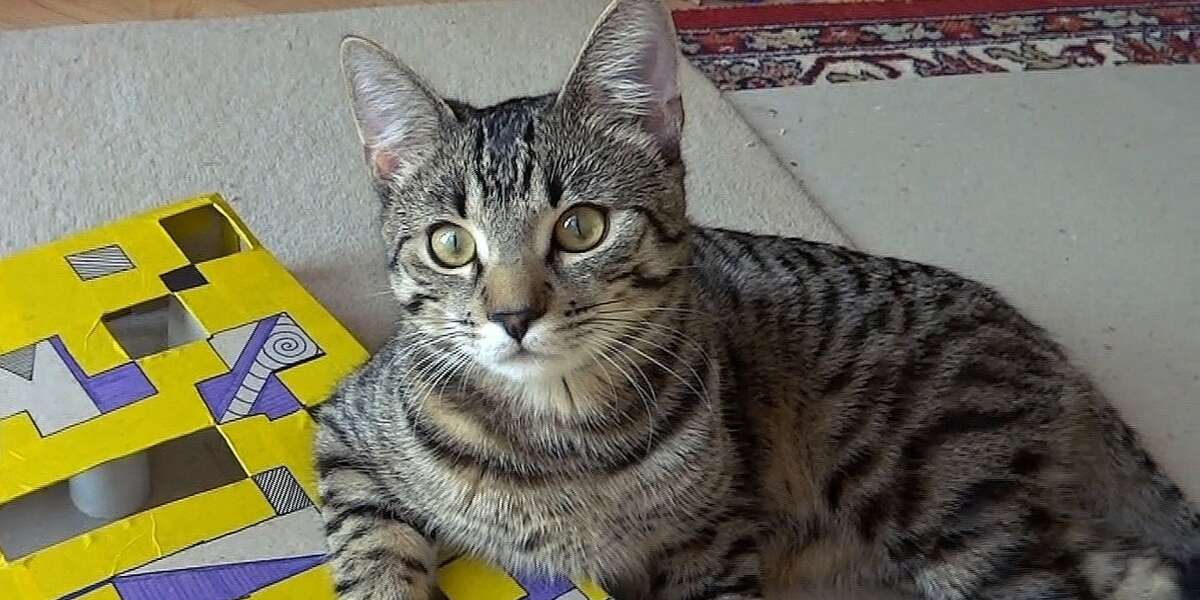 Interactive cat box (DIY) - The Dodo