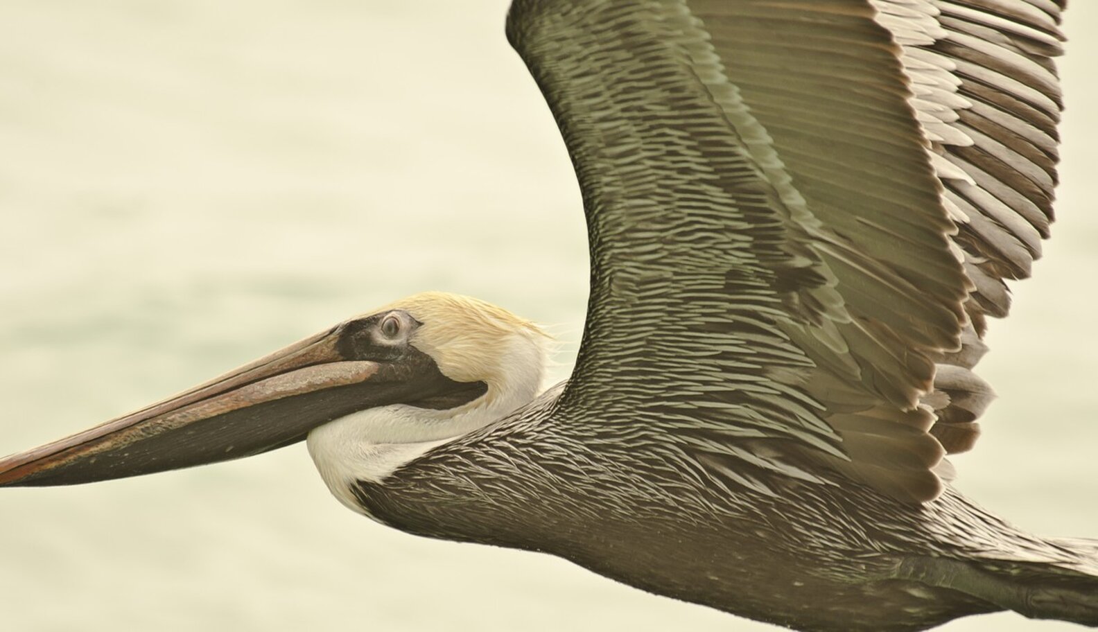 7 Animals Saved From Near-Extinction - The Dodo