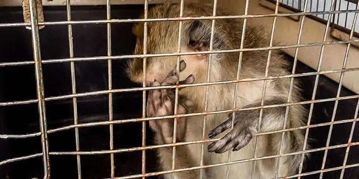 Caged Monkey Rescued From Tourist Bar In Indonesia - The Dodo