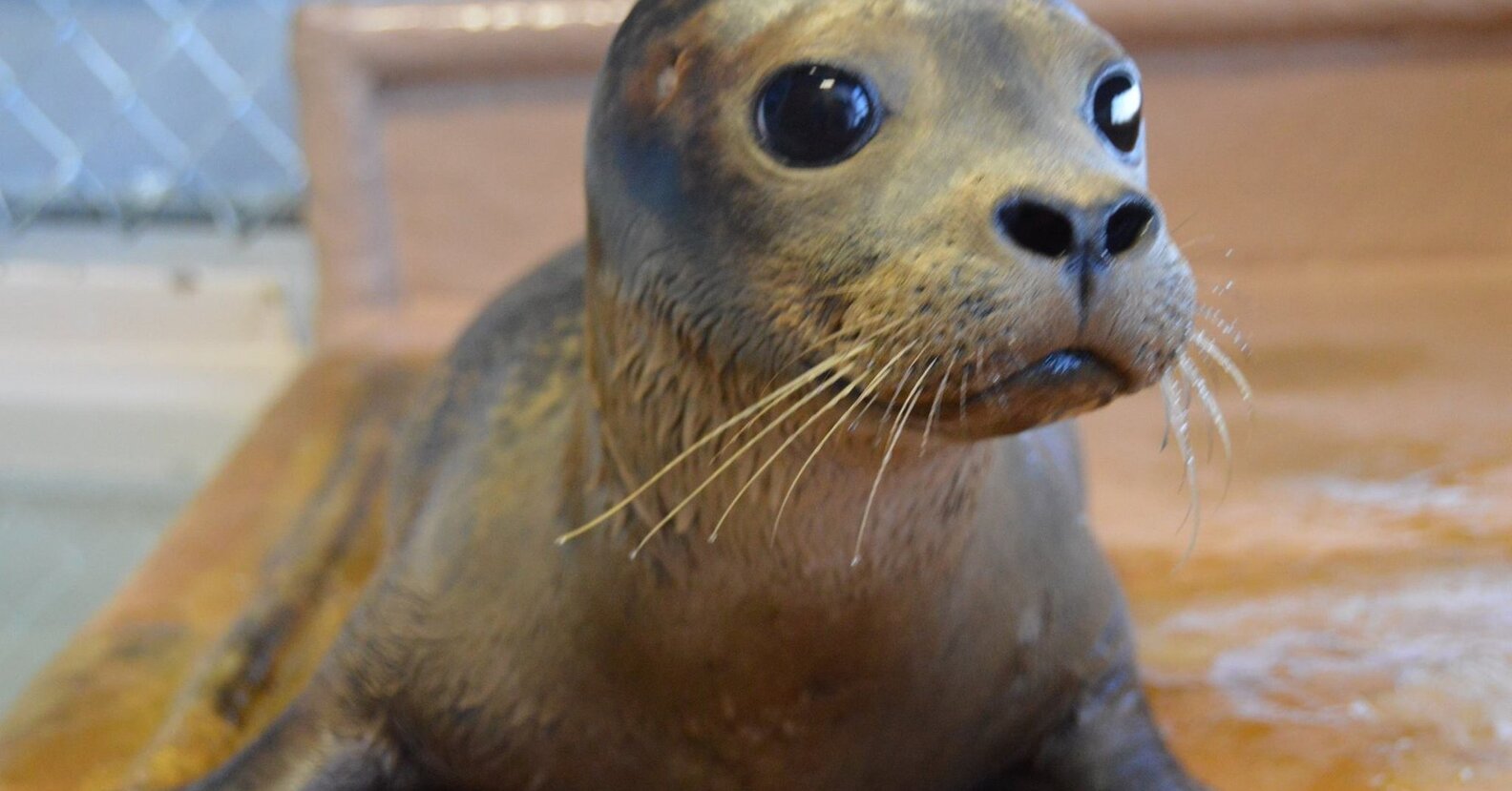 Sick Baby Seal Flips Out When He Sees The Ocean Again - The Dodo