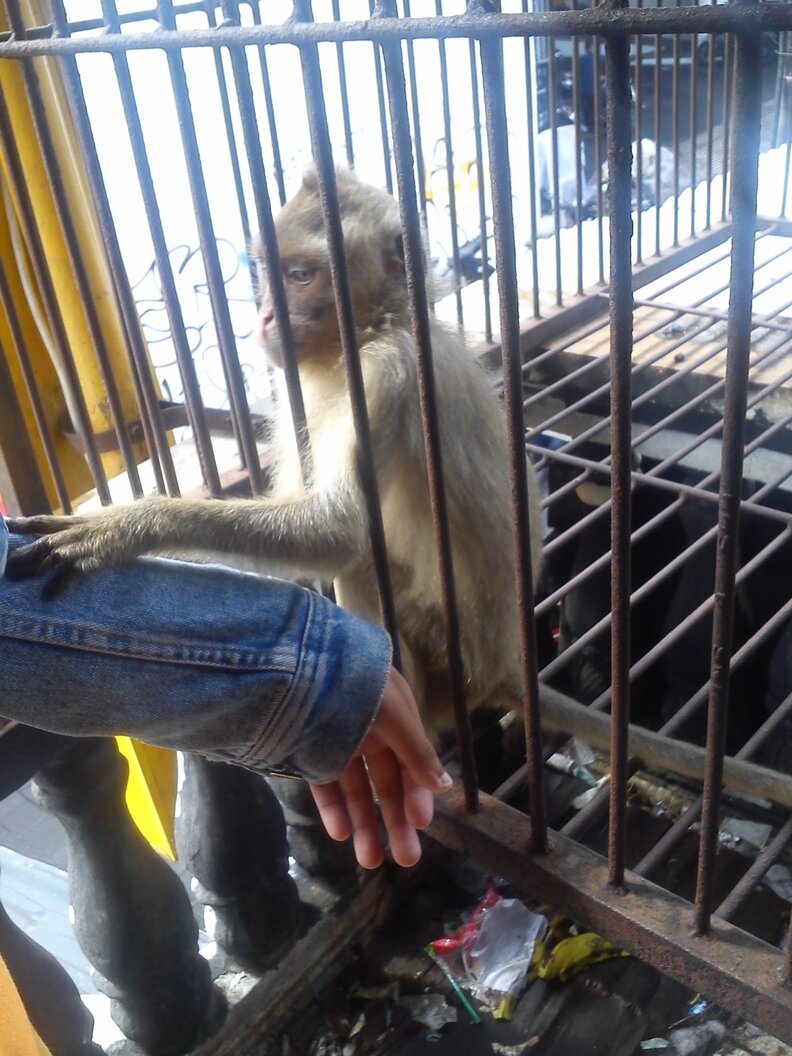 Caged Monkey Rescued From Tourist Bar In Indonesia - The Dodo