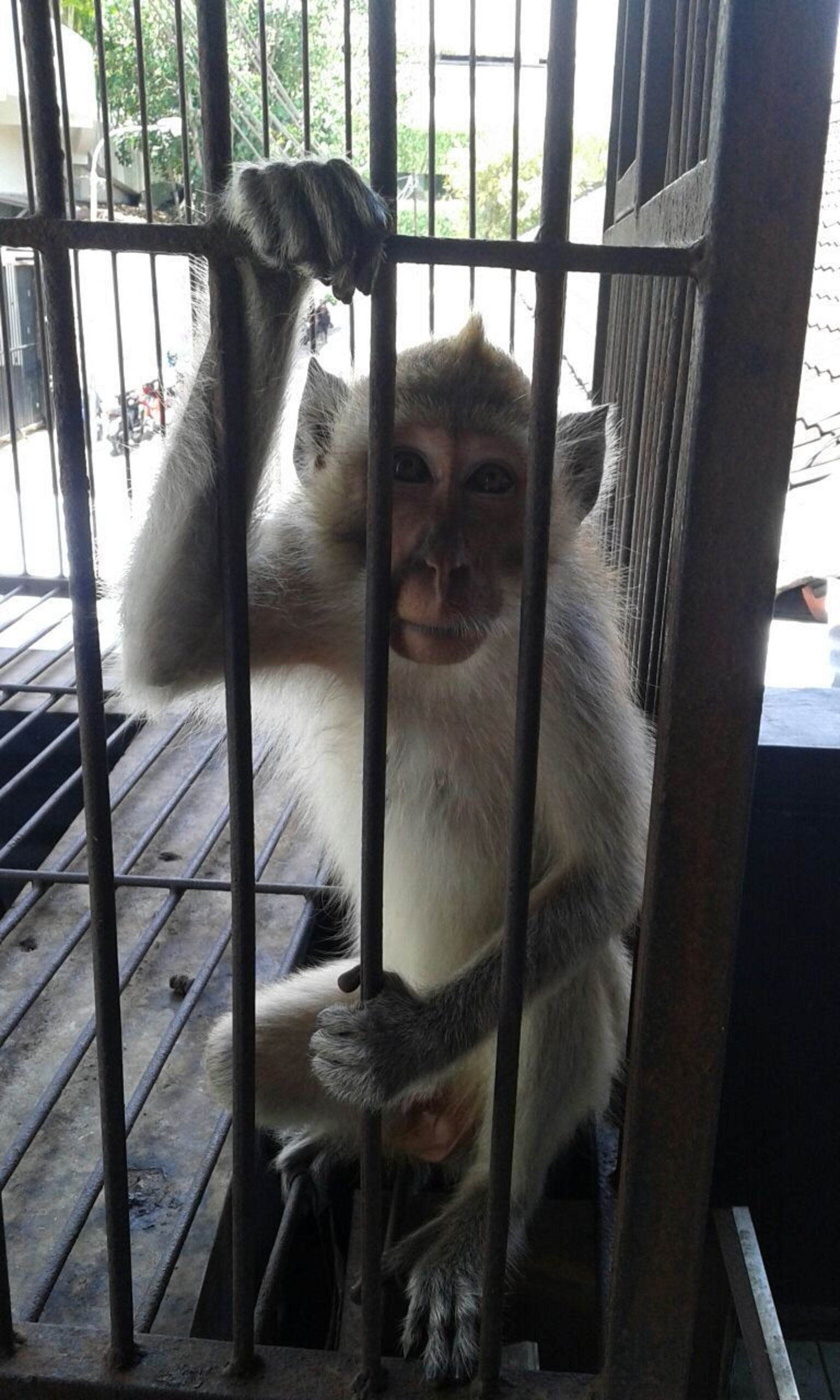 Caged Monkey Rescued From Tourist Bar In Indonesia - The Dodo