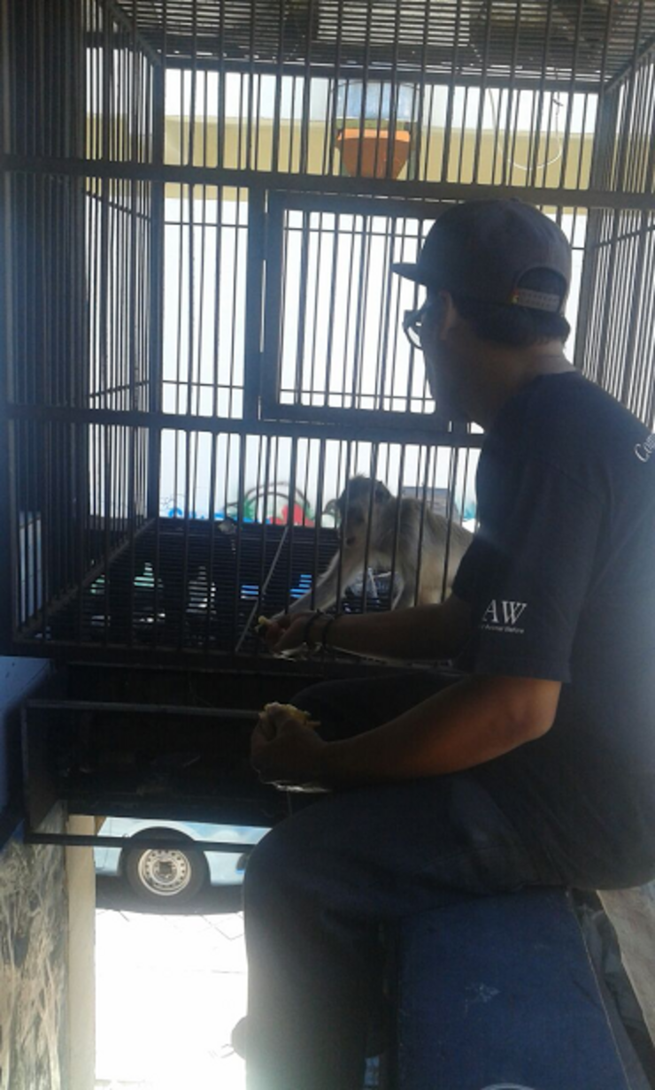 Caged Monkey Rescued From Tourist Bar In Indonesia - The Dodo