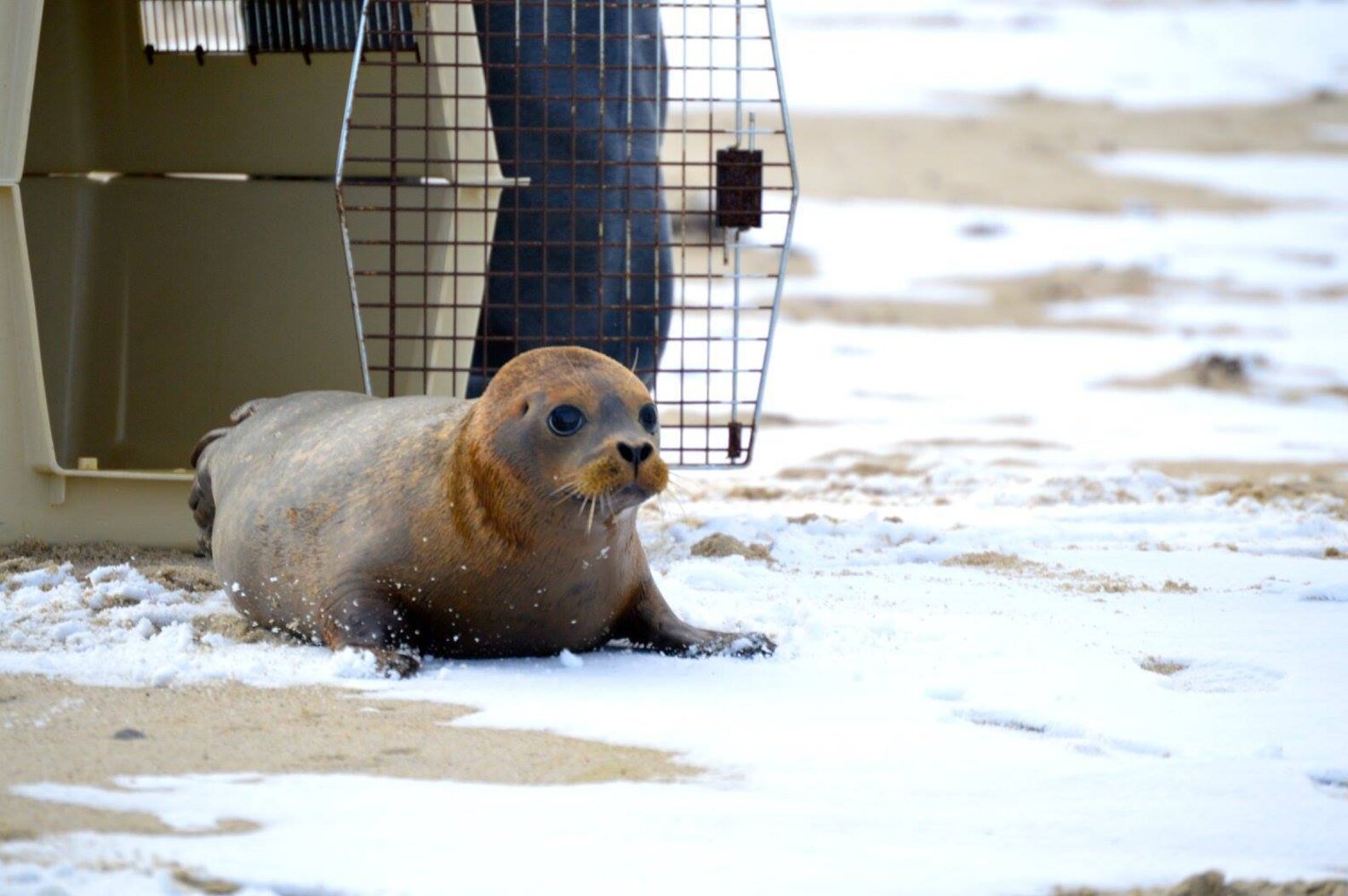 Sick Baby Seal Flips Out When He Sees The Ocean Again - The Dodo