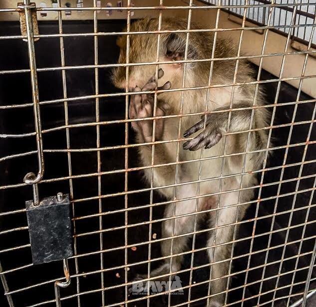 Caged Monkey Rescued From Tourist Bar In Indonesia - The Dodo