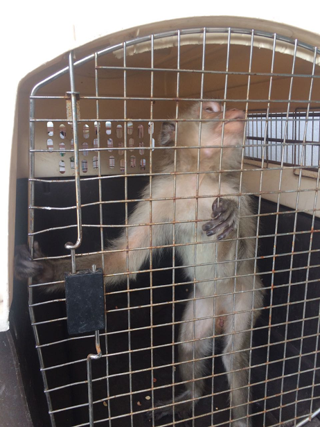 Caged Monkey Rescued From Tourist Bar In Indonesia - The Dodo
