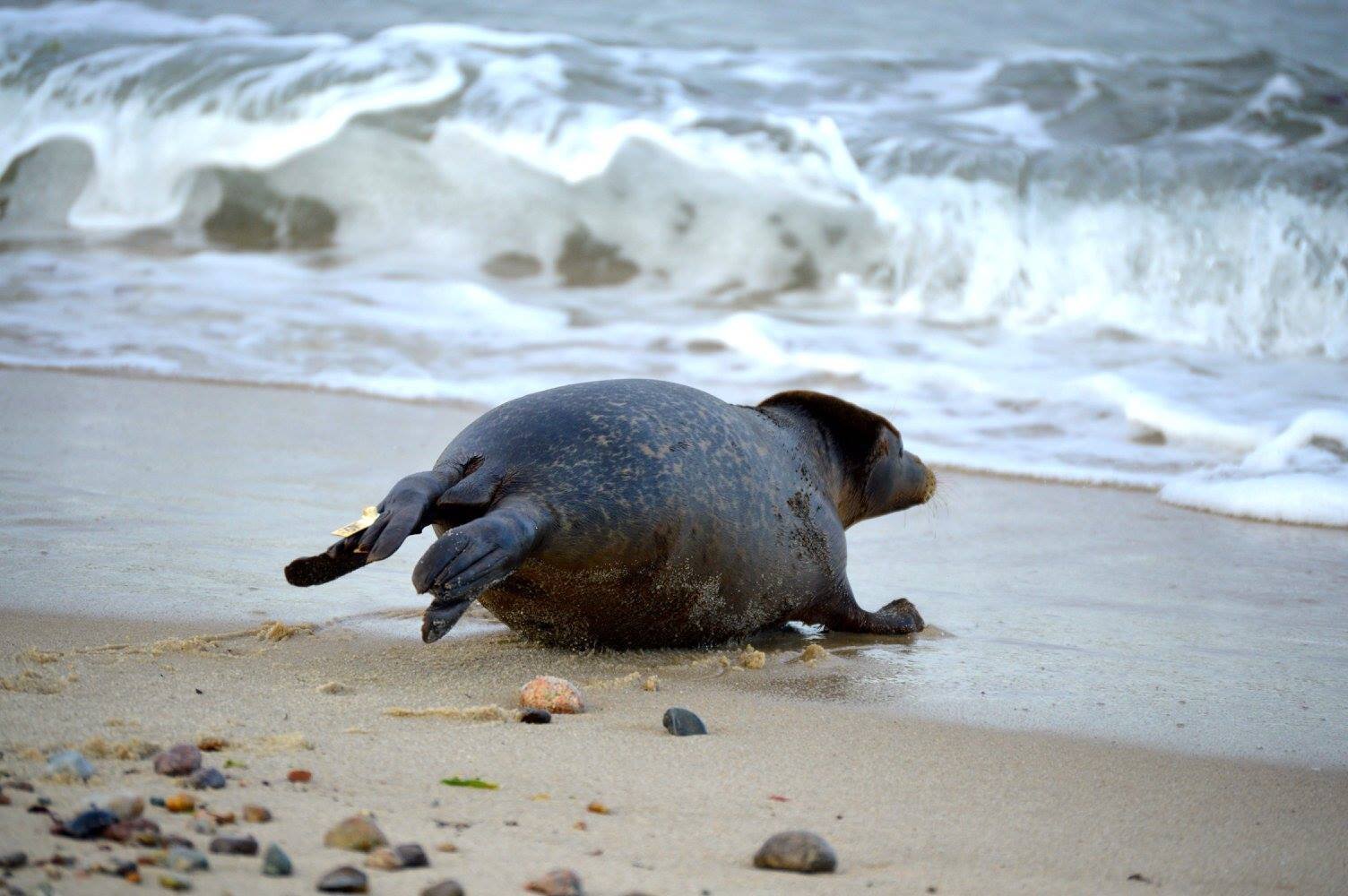 Sick Baby Seal Flips Out When He Sees The Ocean Again - The Dodo
