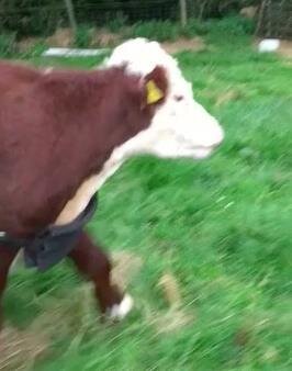 Rescued Bull Has His Own Wheelchair AND A Sheep Best Friend - The Dodo