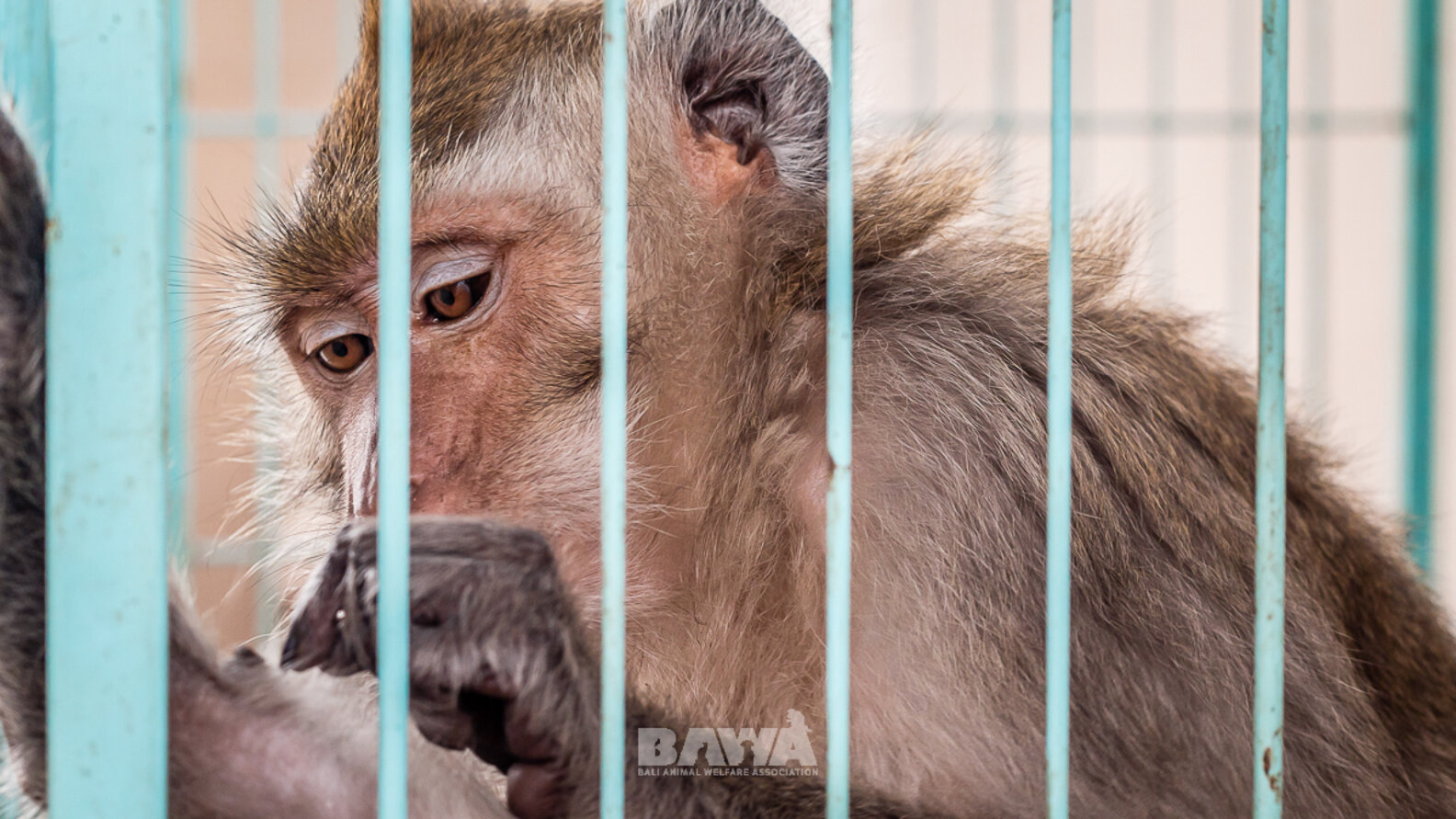Caged Monkey Rescued From Tourist Bar In Indonesia - The Dodo