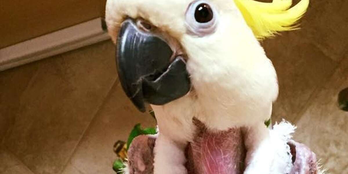 Anxious Bird Who Destroyed Her Feathers Warms Up In A New Sweater - The ...