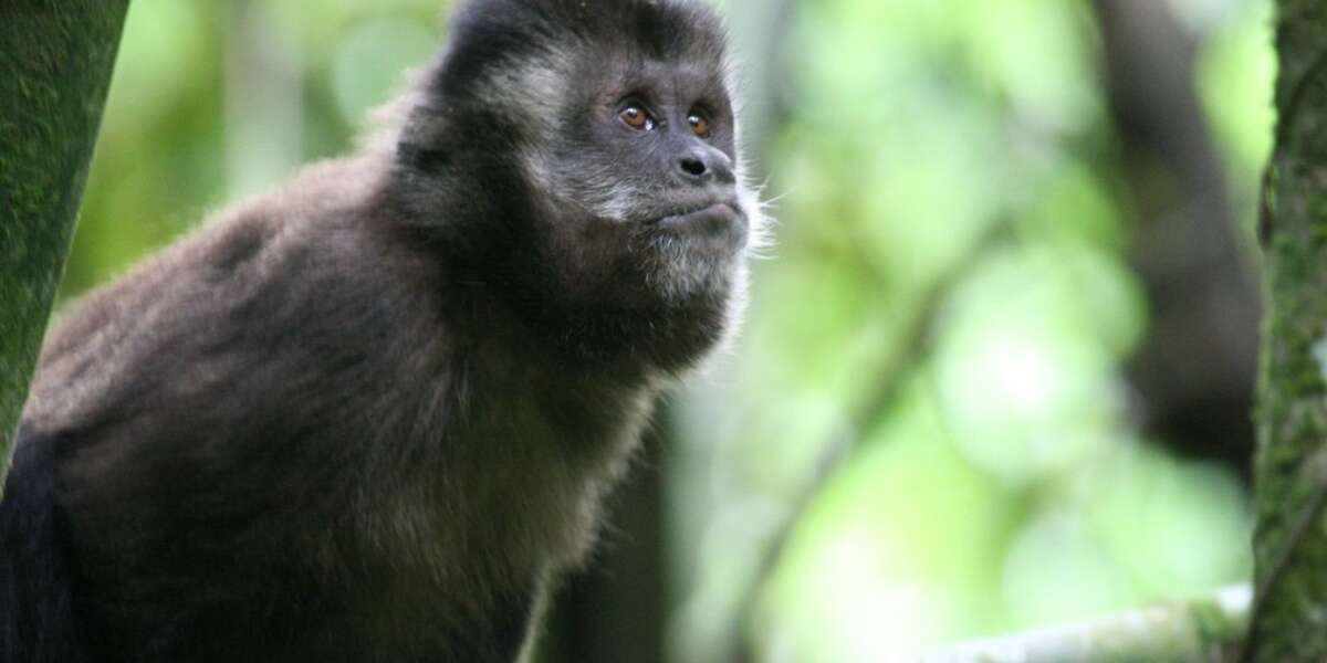 Bongo the Miracle Monkey! - The Dodo