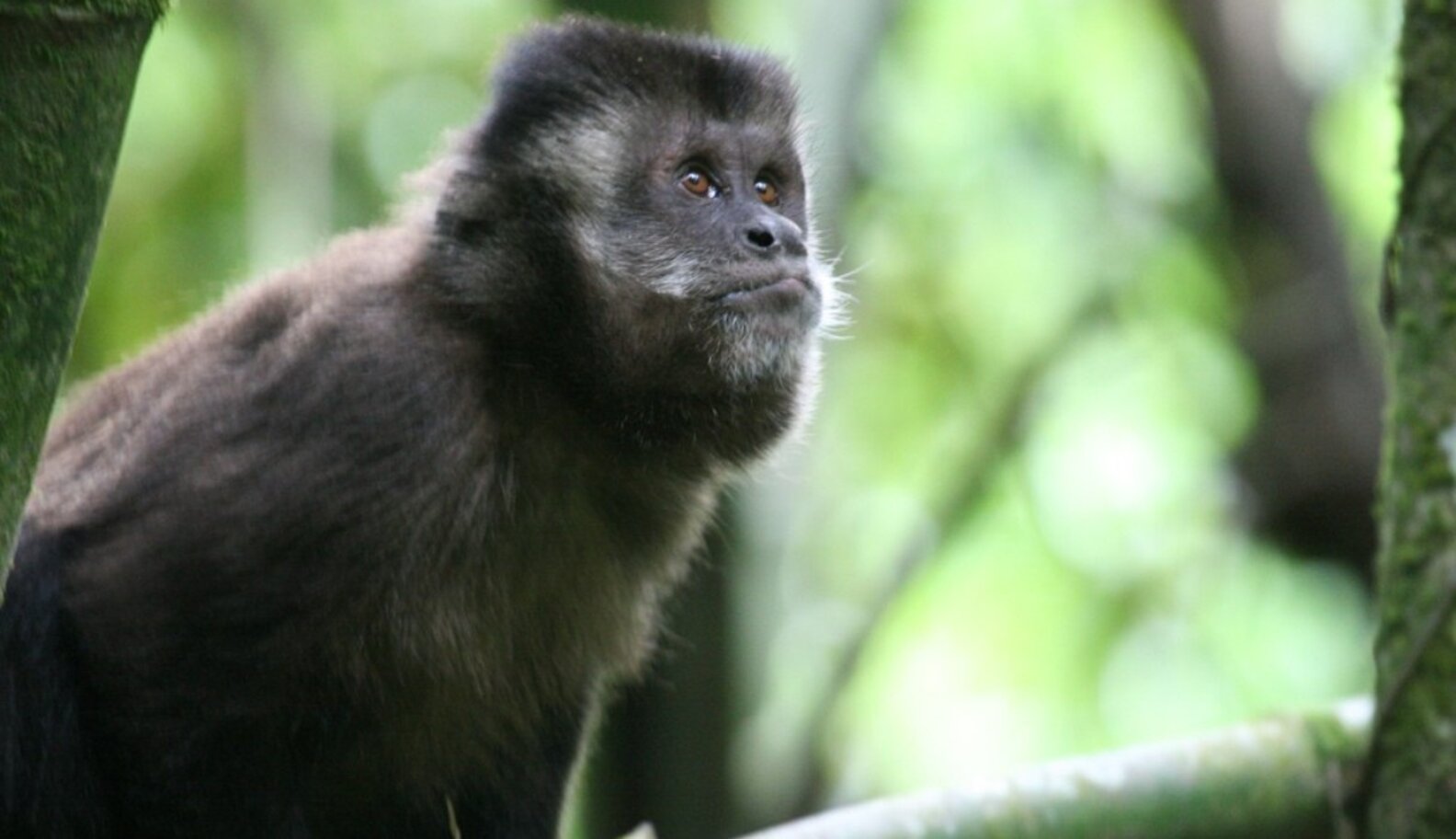 Bongo the Miracle Monkey! - The Dodo