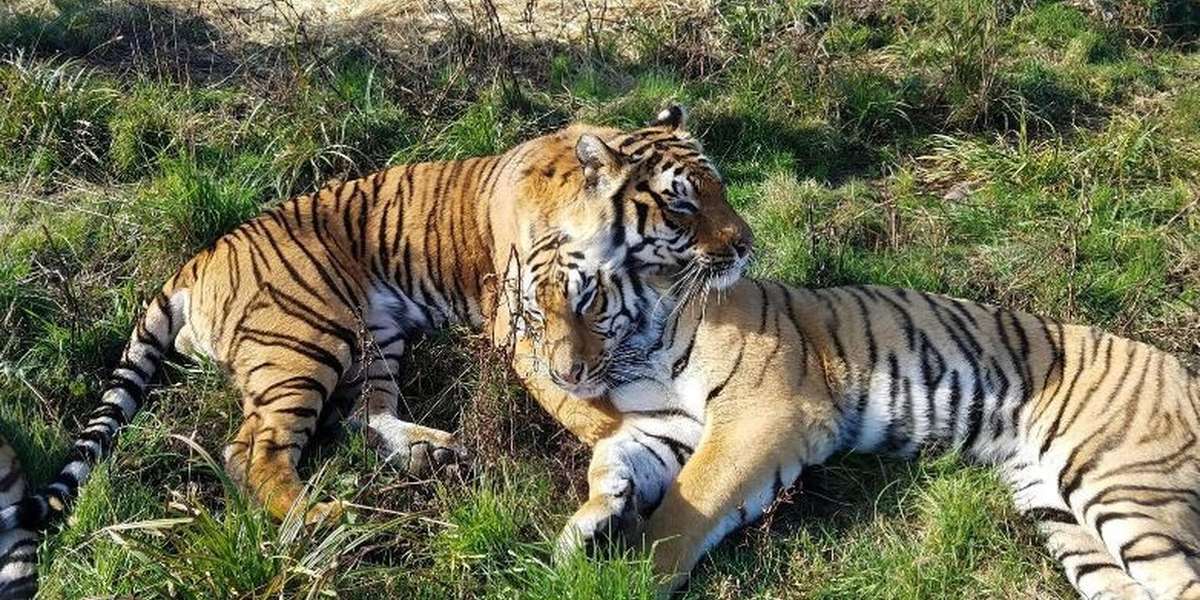 Tigers Once Used For Photo Ops Snuggle Together In Their New Home - The ...