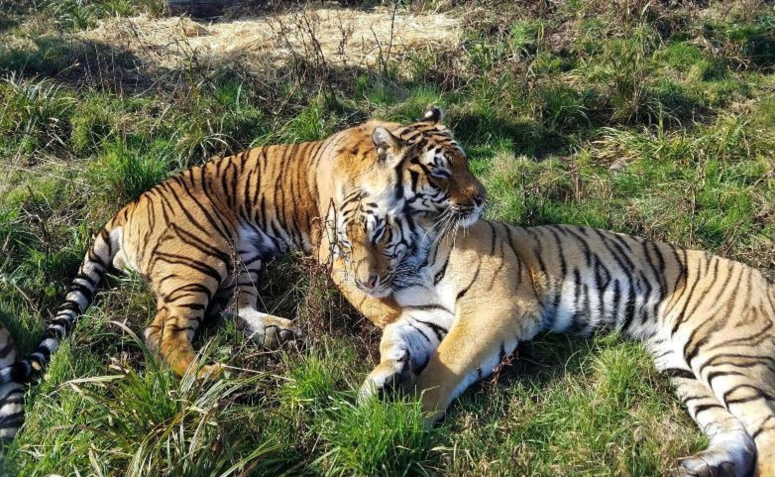 Tigers Once Used For Photo Ops Snuggle Together In Their New Home - The ...