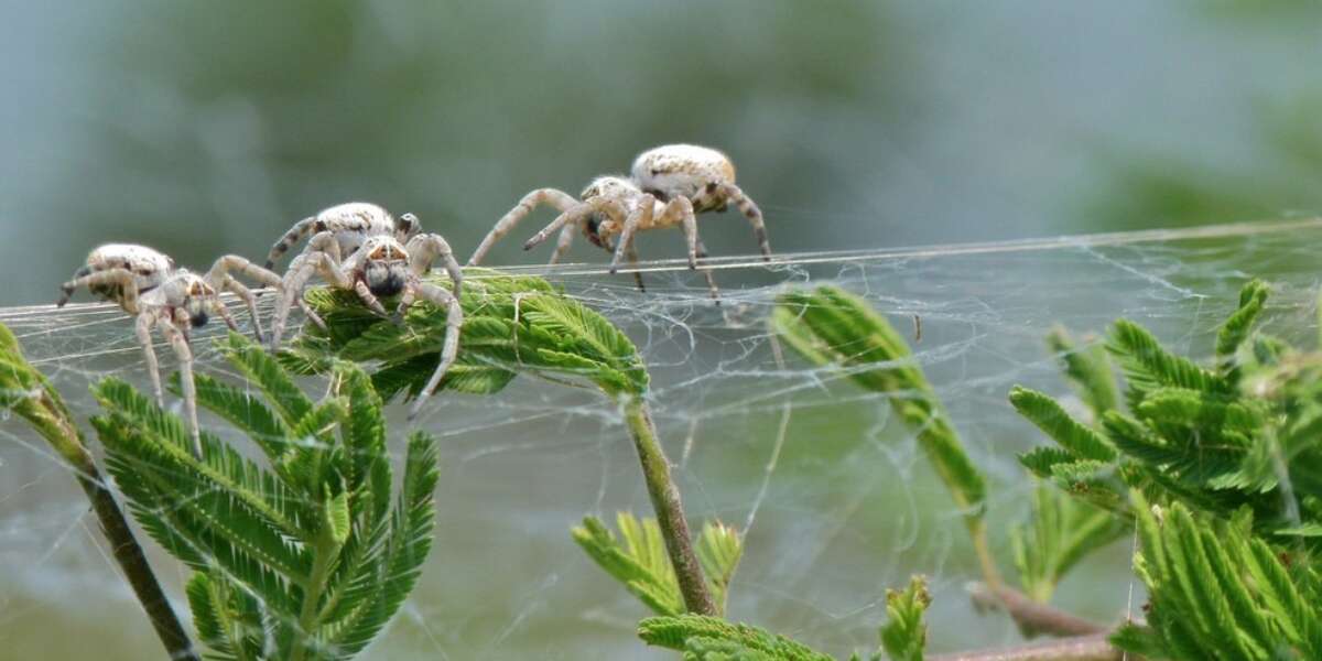 Some Spiders Are Bold As Spider-Man, Others Are Just Shy Peter Parkers ...
