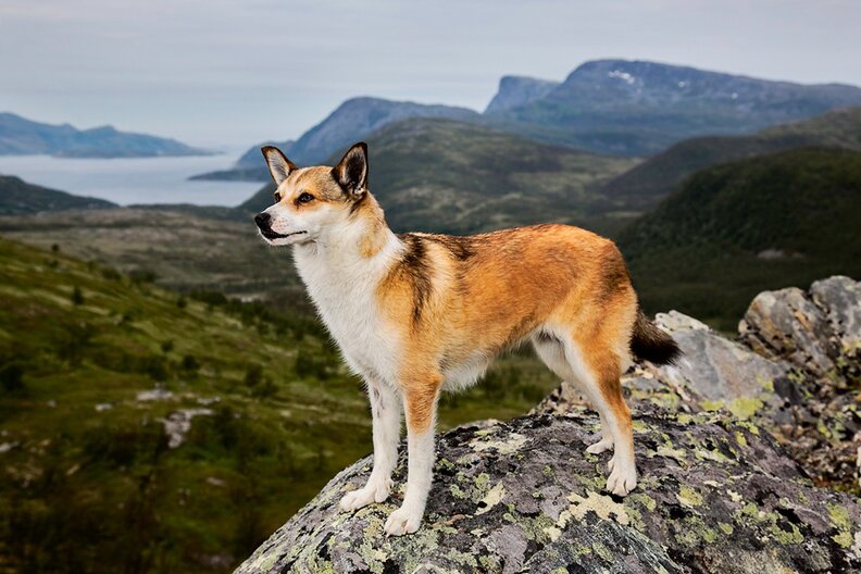 Story Behind The Shot: The Dogs Of Norway - The Dodo