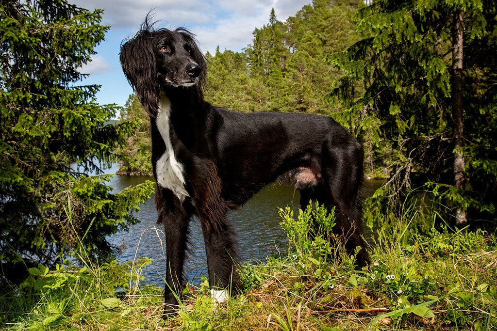 Story Behind The Shot: The Dogs Of Norway - The Dodo