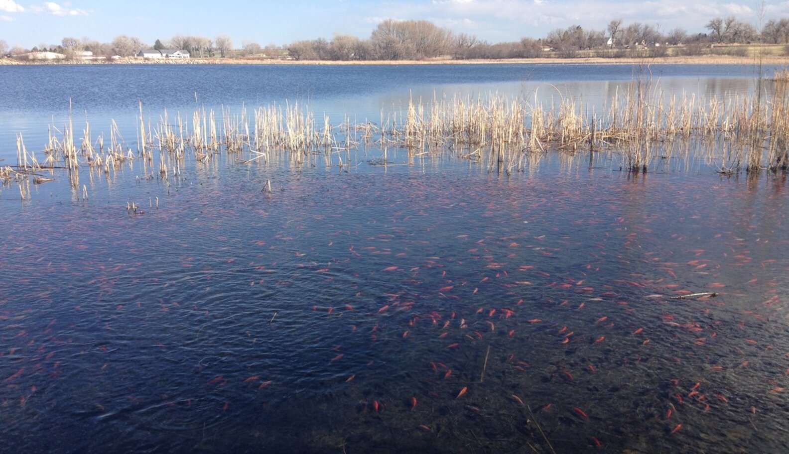 Lake Brimming With Goldfish Is Actually The Result Of Idiot Humans ...