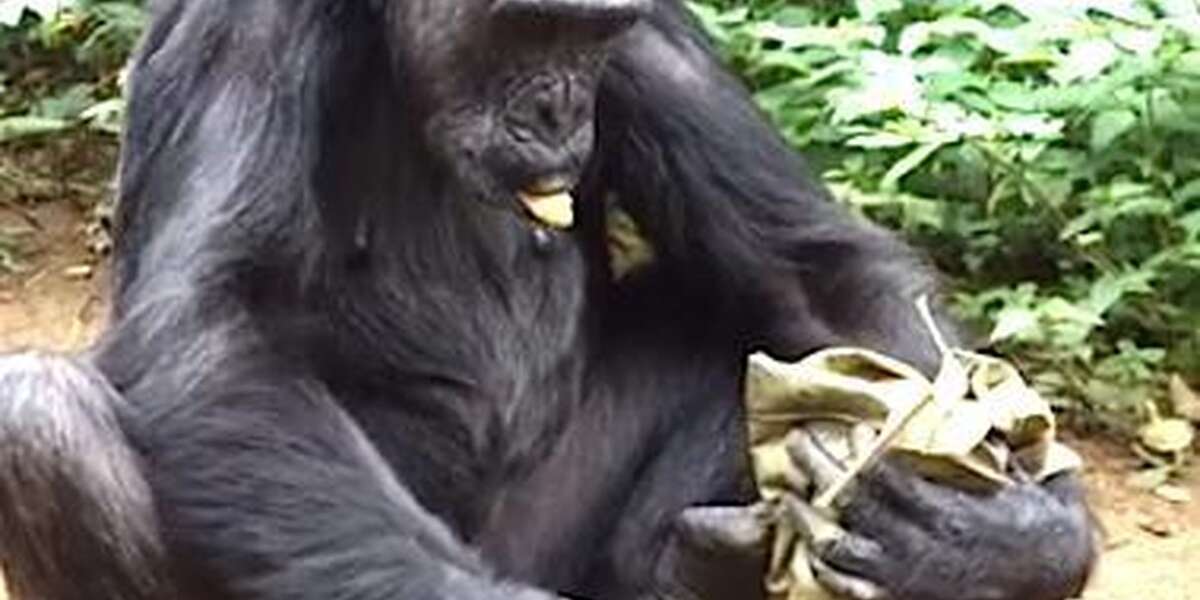 Chimp Makes A Purse Out Of Leaves To Carry All Her Snacks - The Dodo