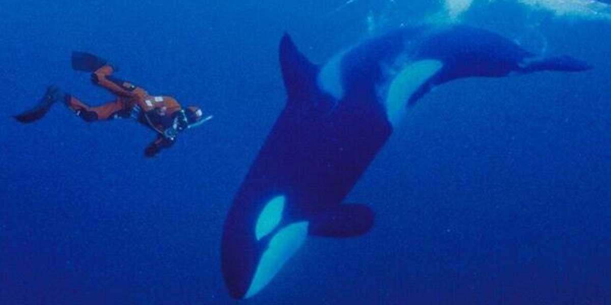 http://t.co/1A9kg9WNTq trial new Orca diving experiences in Arctic ...