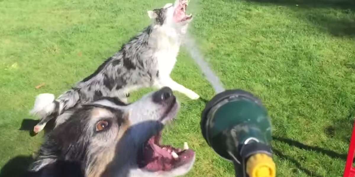 Springy Dogs Engage In Graceful Slow-Motion Water Ballet With Garden ...